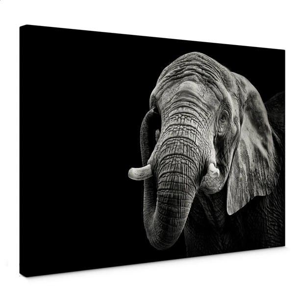 Poster Meermann - Der Elefant | wall-art.de