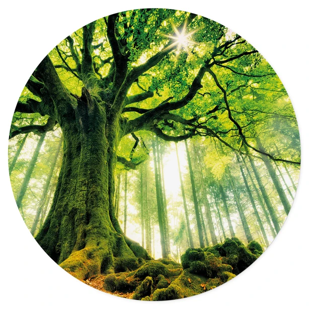 Wandtattoo Baum & Ranken | wall-art.de