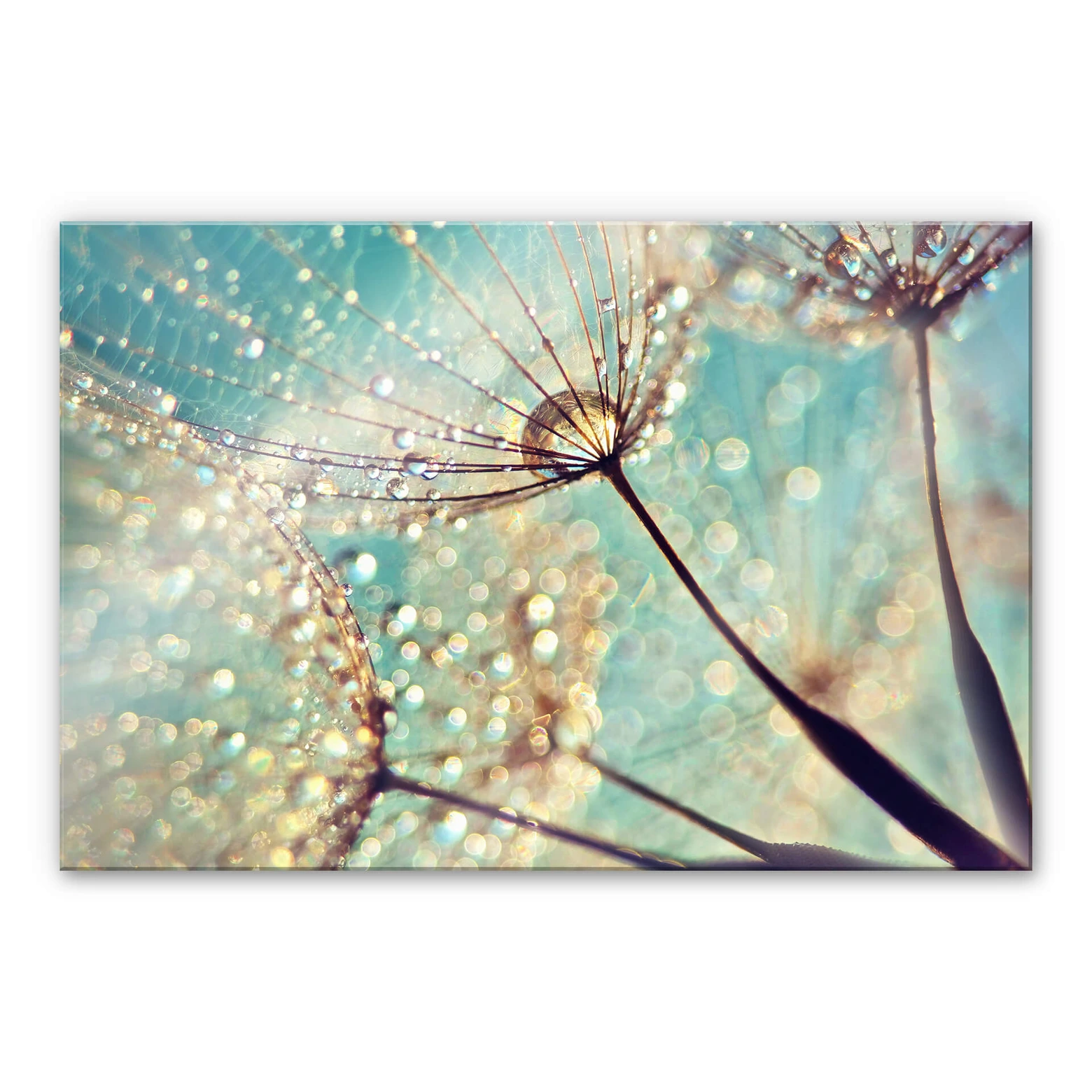 Acrylglasbild Delgado – Magische Pusteblume | wall-art.de