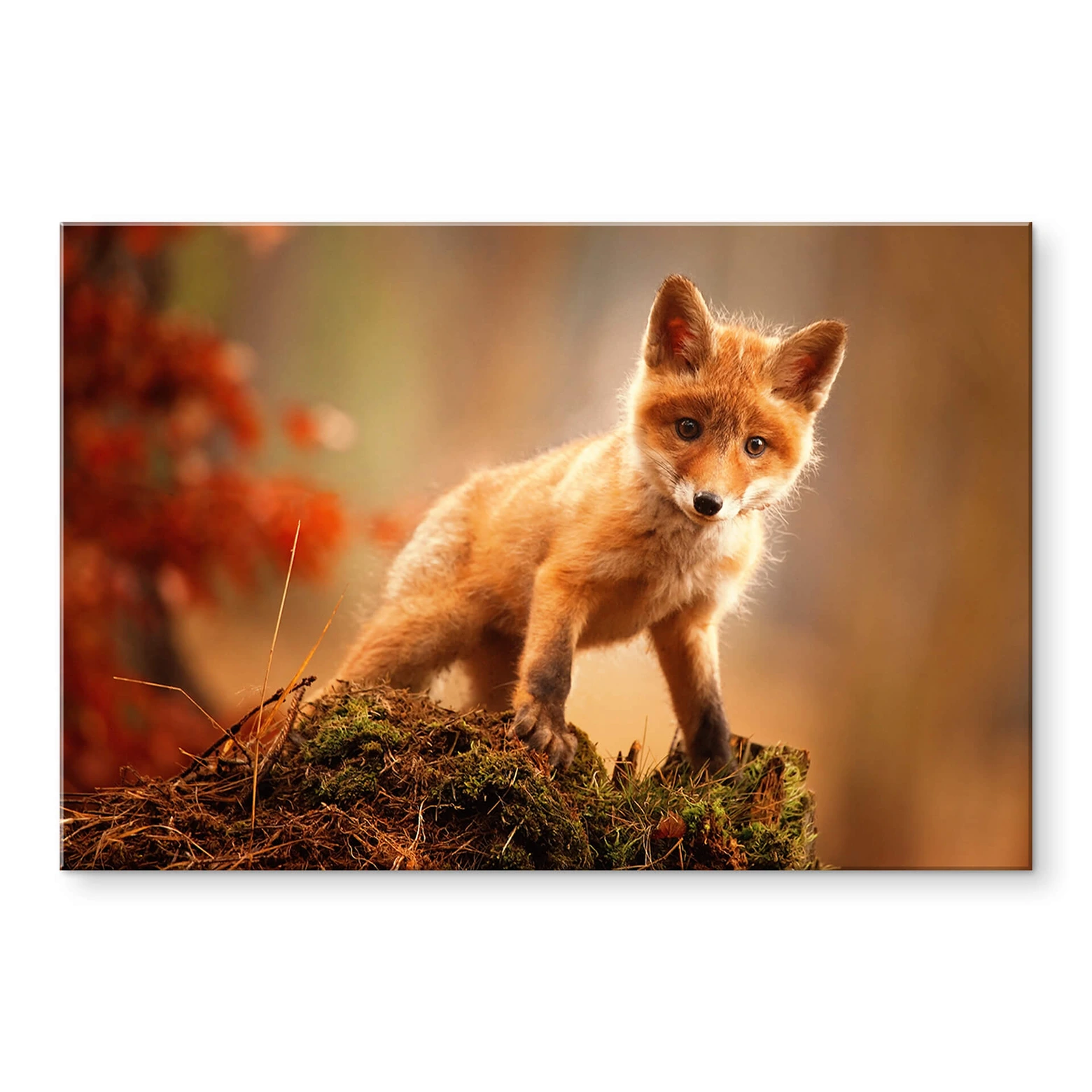 Acrylglasbild Adamec - Junger Fuchs im Wald | wall-art.de