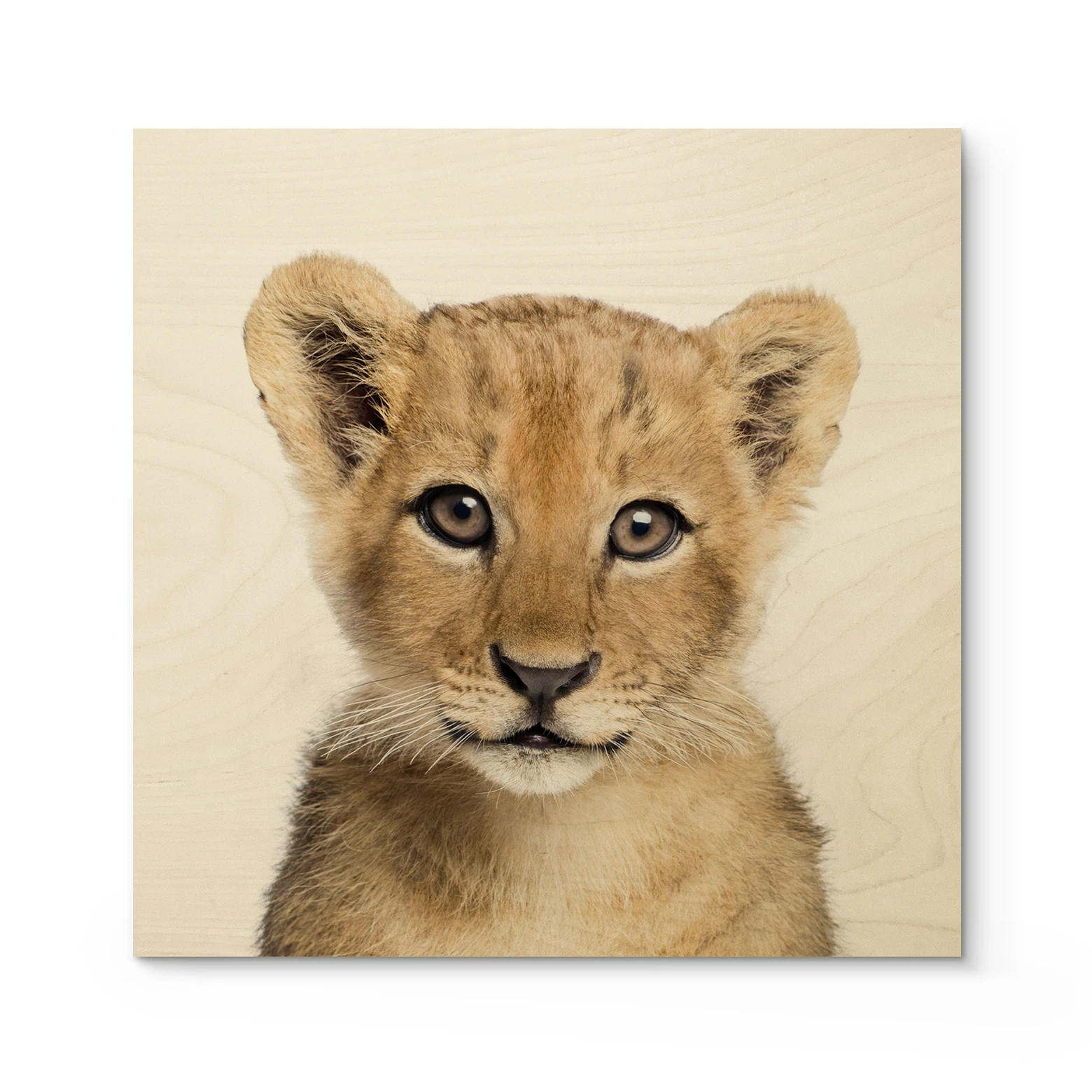 Houten Poster Sisi & Seb - Baby Leeuw | wall-art.nl