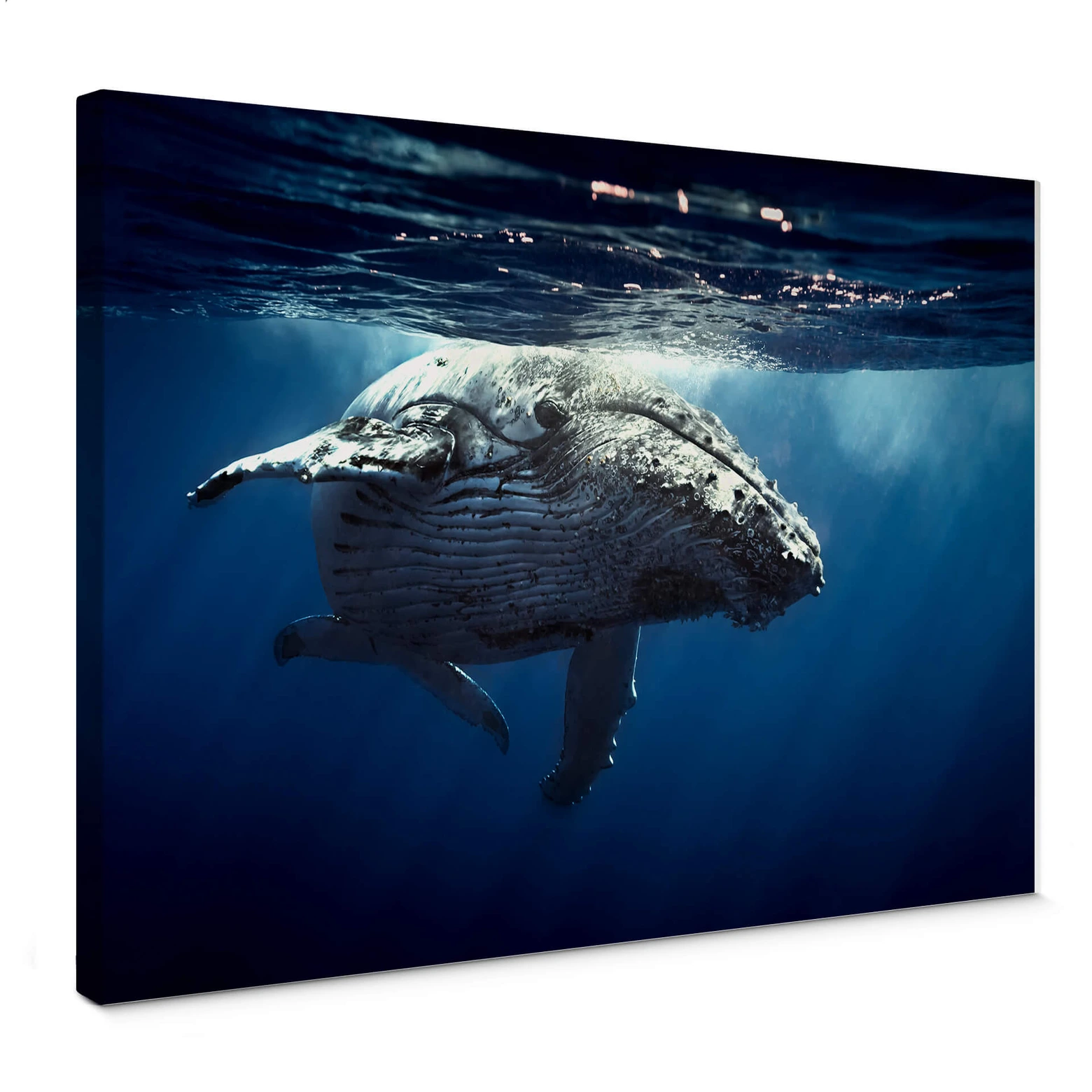 Leinwandbild Buckelwal auf Tauchgang | wall-art.de