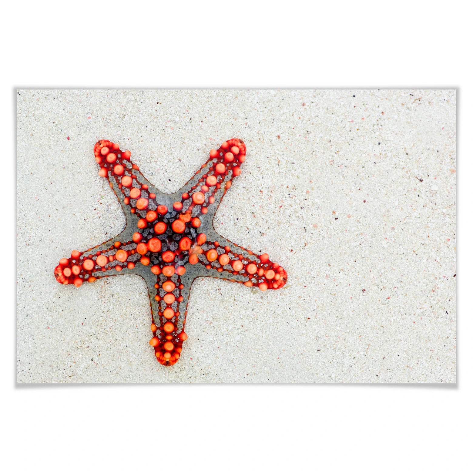 Poster Leuchtender Seestern | wall-art.de