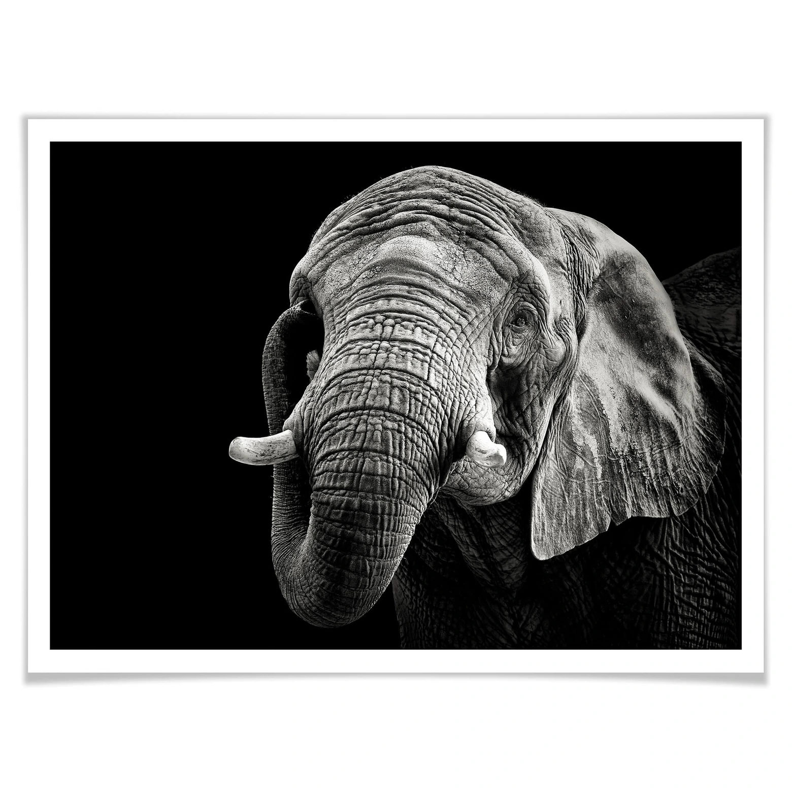 Poster Meermann - Der Elefant | wall-art.de