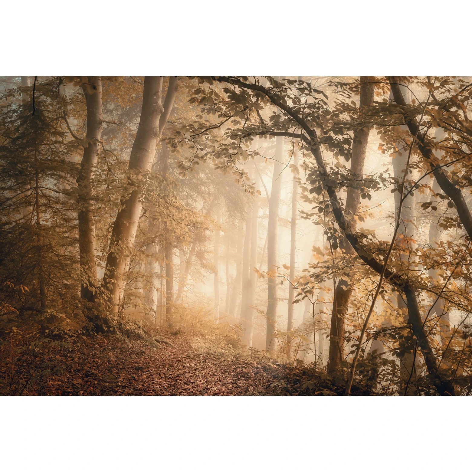 Wunderbar Fototapete Wald Nebel Ebenbild