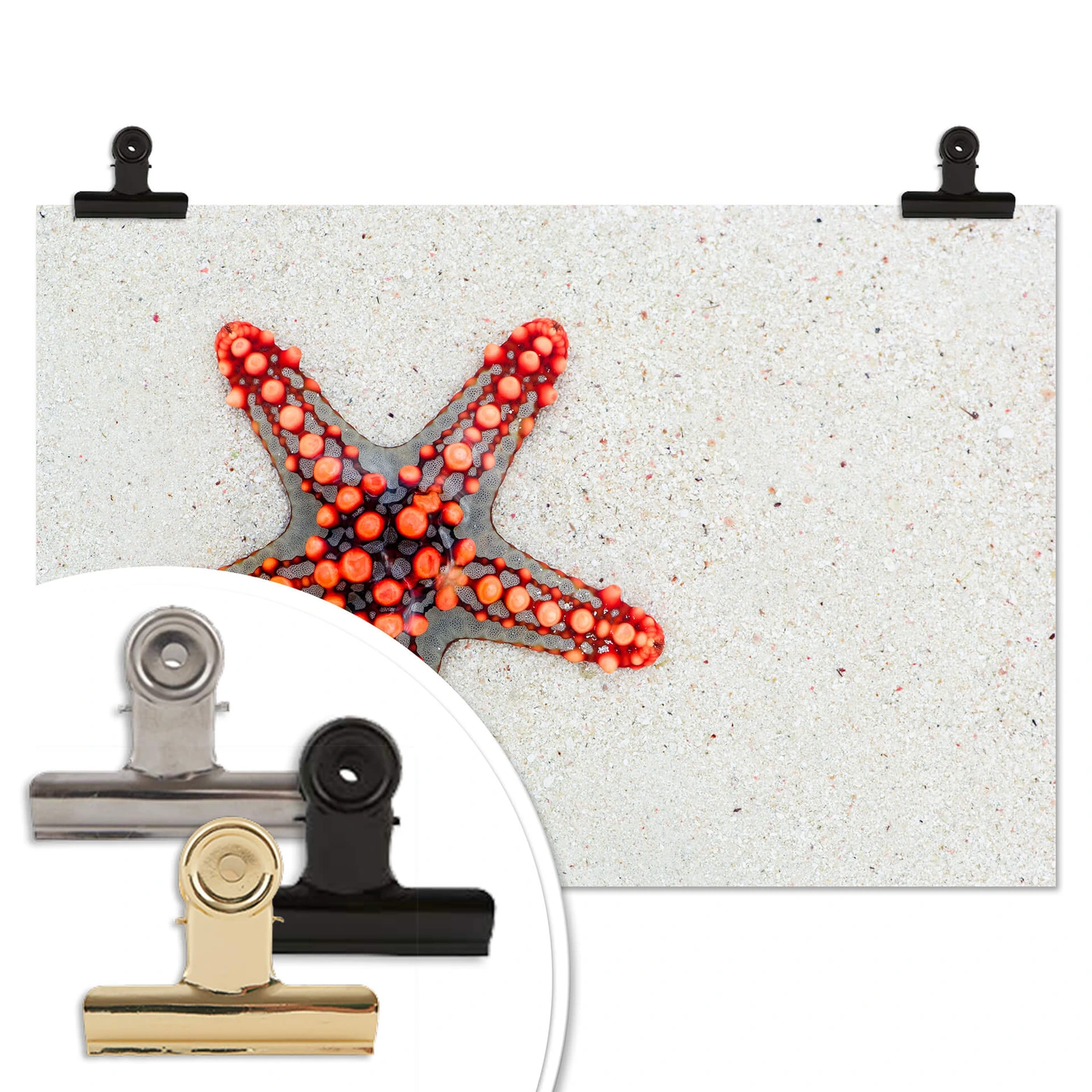 Poster Leuchtender Seestern | wall-art.de