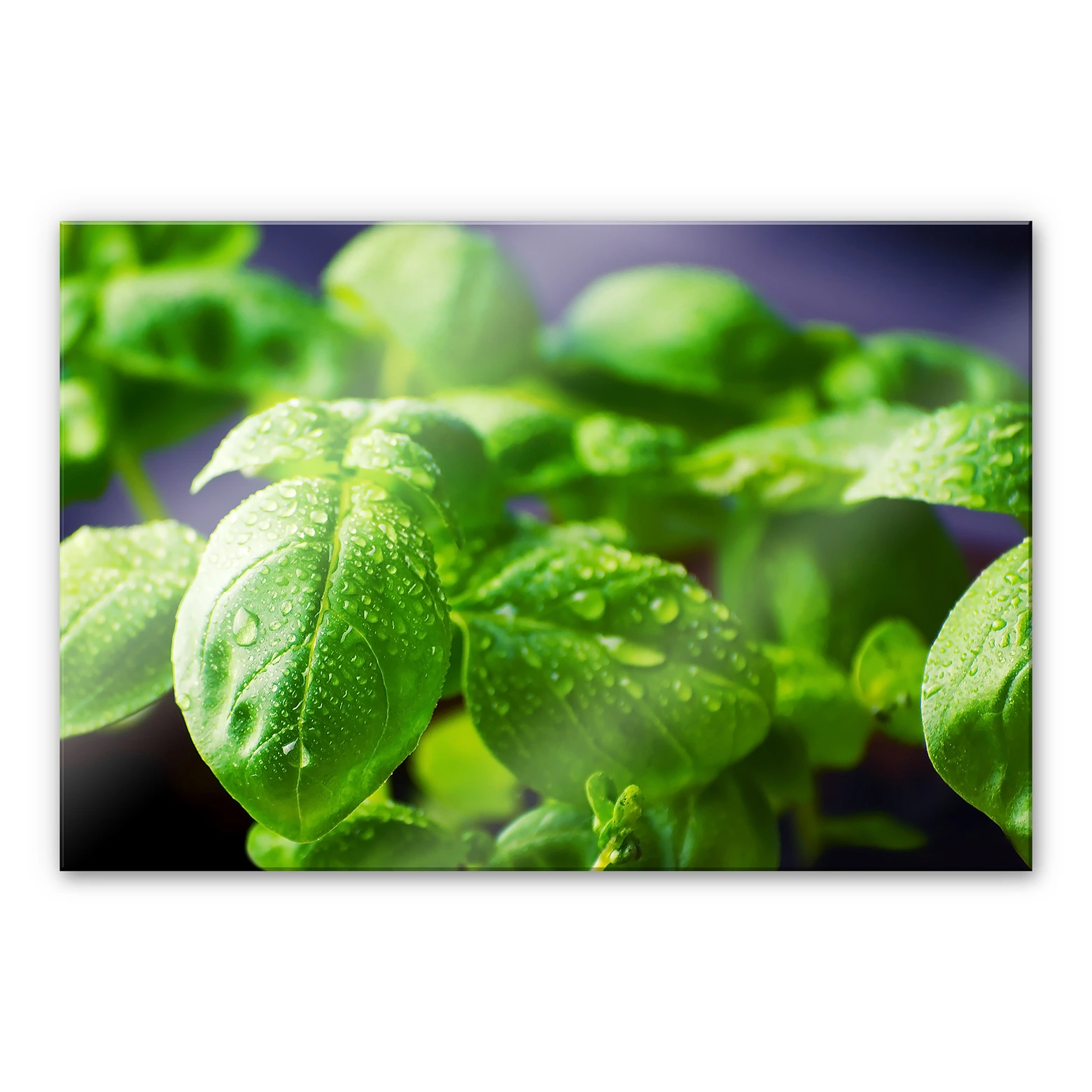 Spatscherm Verse Basilicum | wall-art.nl