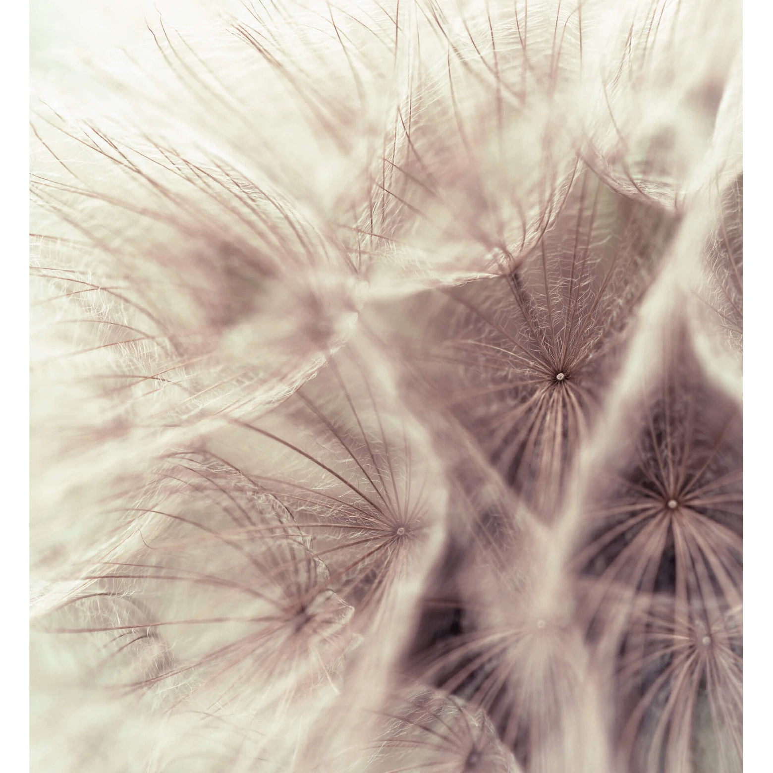 Fototapete Pusteblume Close Up - schönes Blumenmotiv im großen Format ...