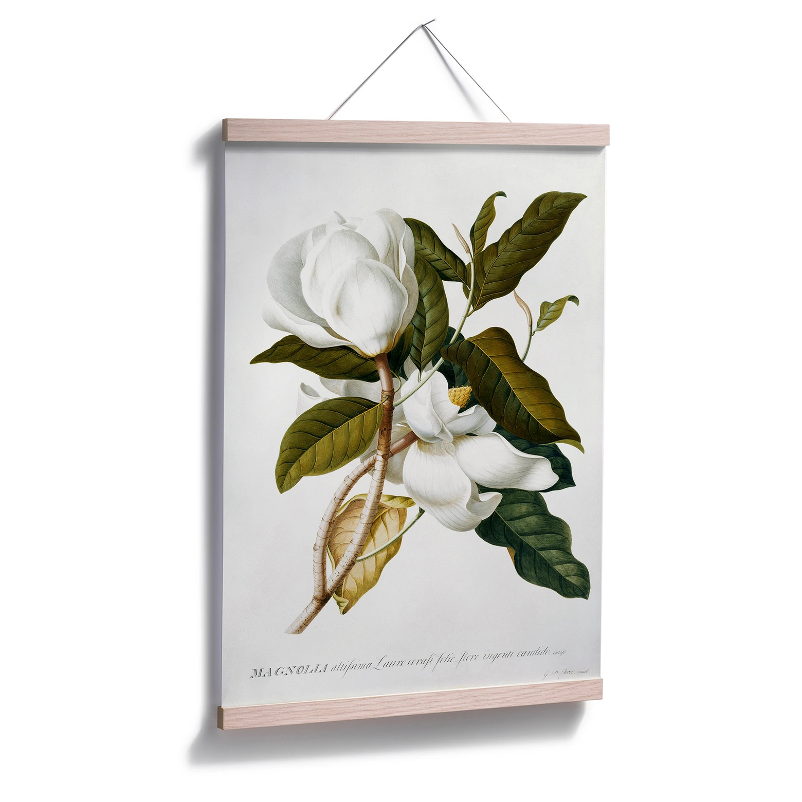 Poster Ehret - Ehret - Magnolie | wall-art.de