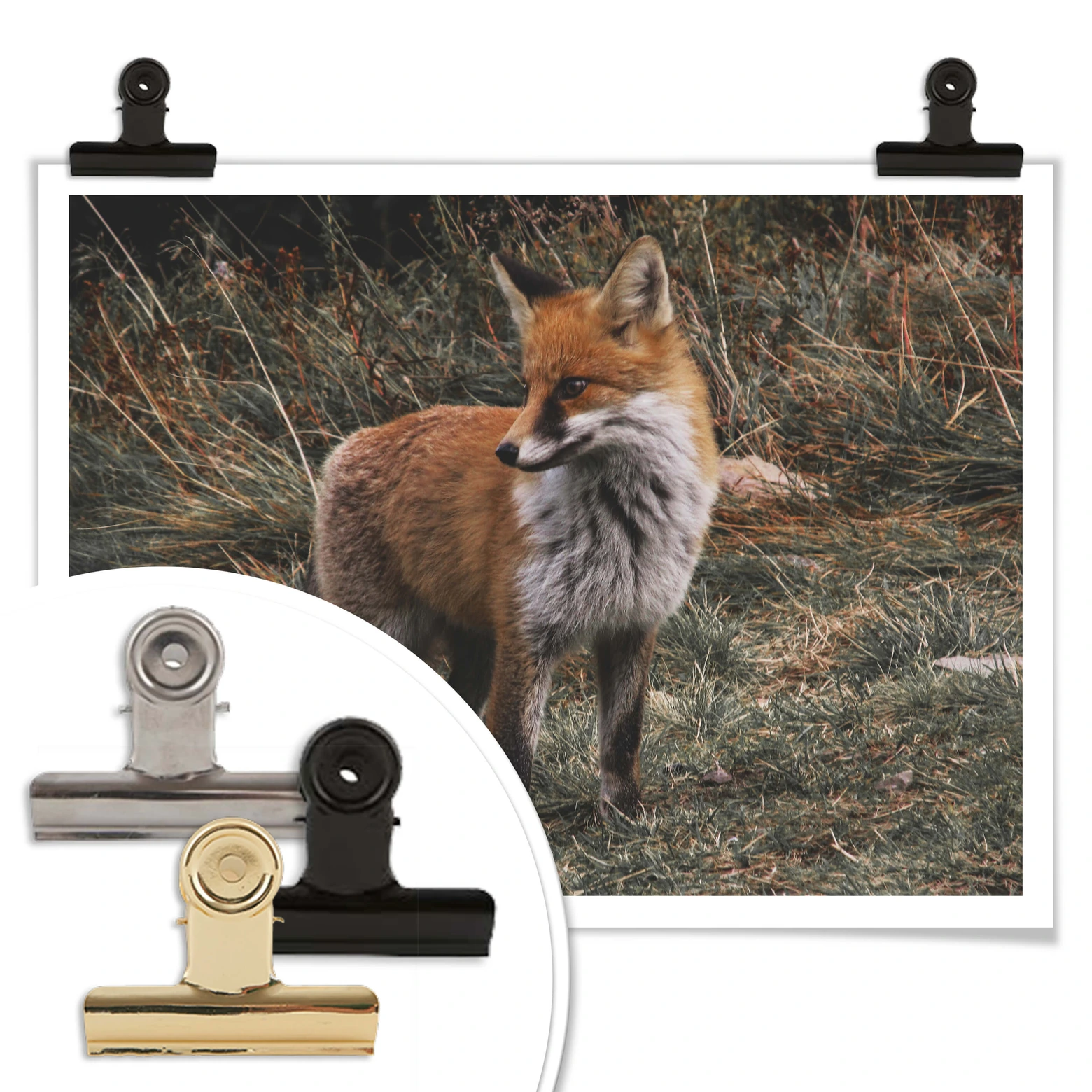 Poster - Fuchs 02 | wall-art.de