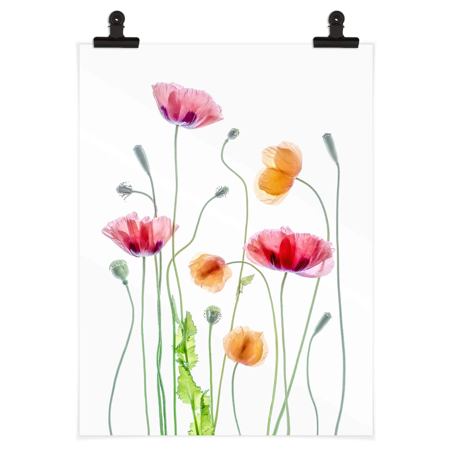 Poster Bunte Mohnblumen - Disher | wall-art.de