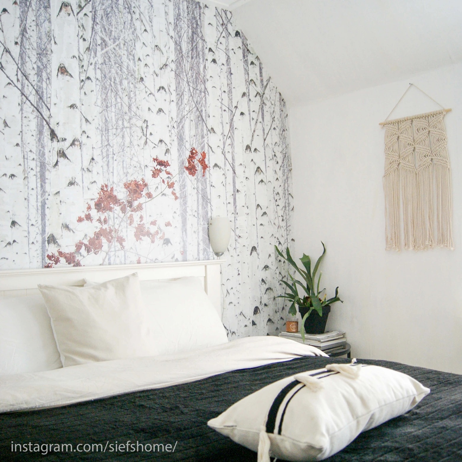 Fotobehang Han - Berkenbos | wall-art.nl