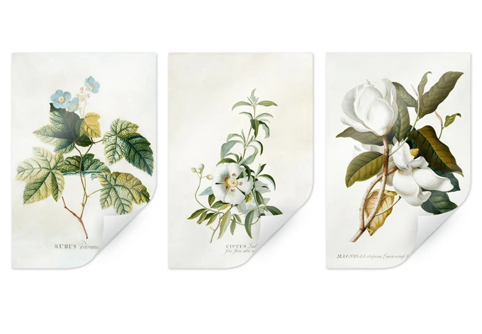 Poster Ehret - Set (3-teilig) | wall-art.de