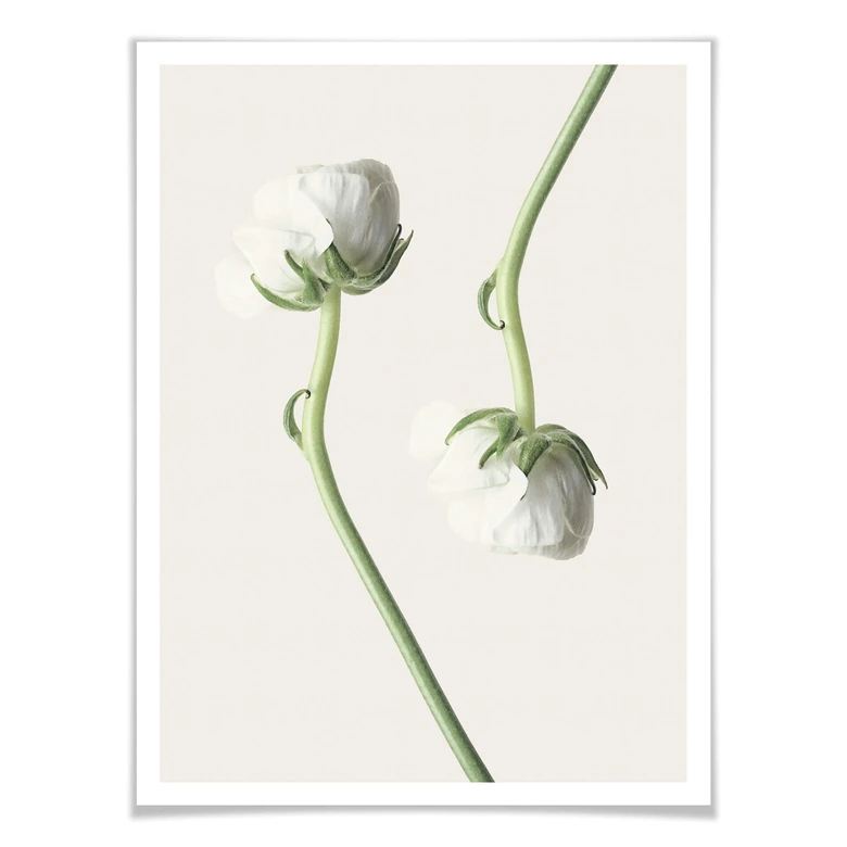 Poster Ranunkel 04 | wall-art.de