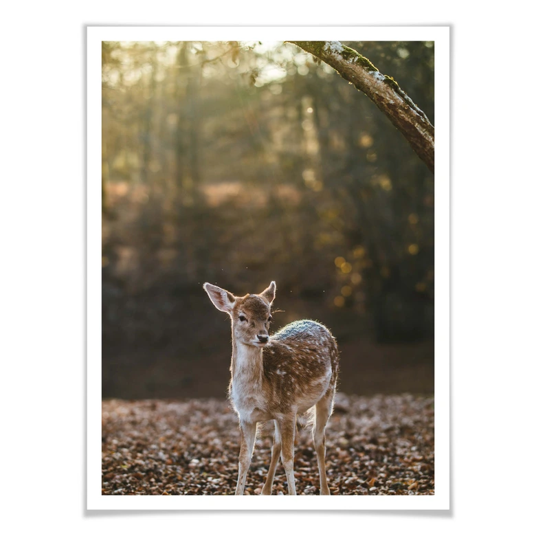 Poster Fawn | wall-art.de