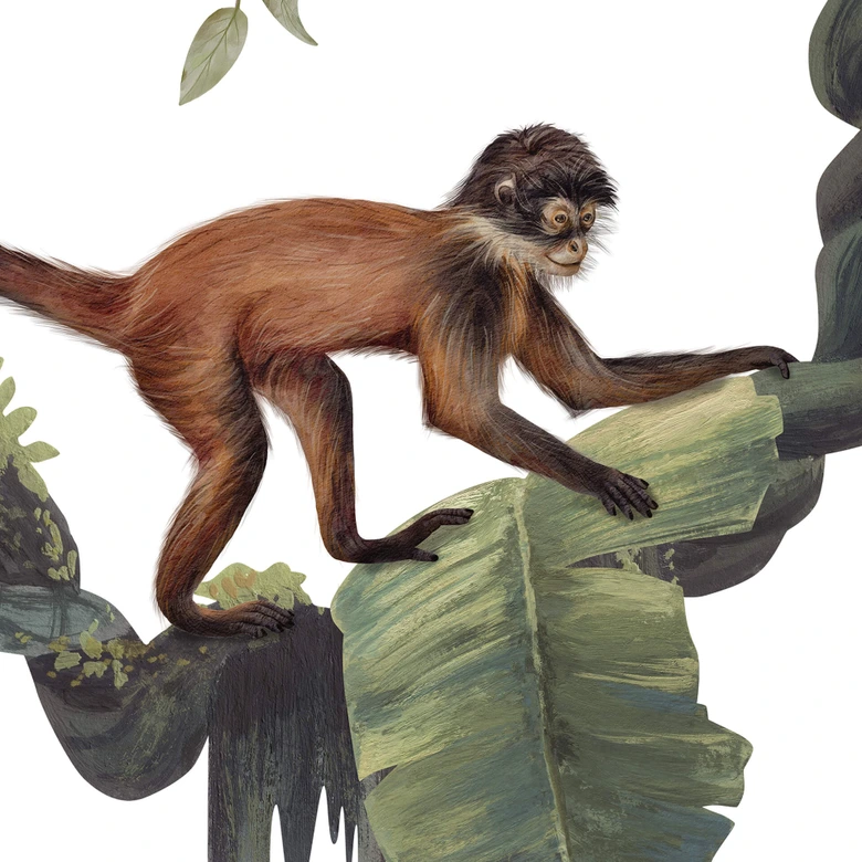 Kinderzimmer Fototapete Kikki Belle - Freche Äffchen | wall-art.de