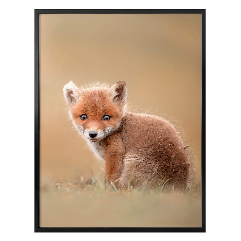 Poster van Duijn - Baby Fuchs | wall-art.de