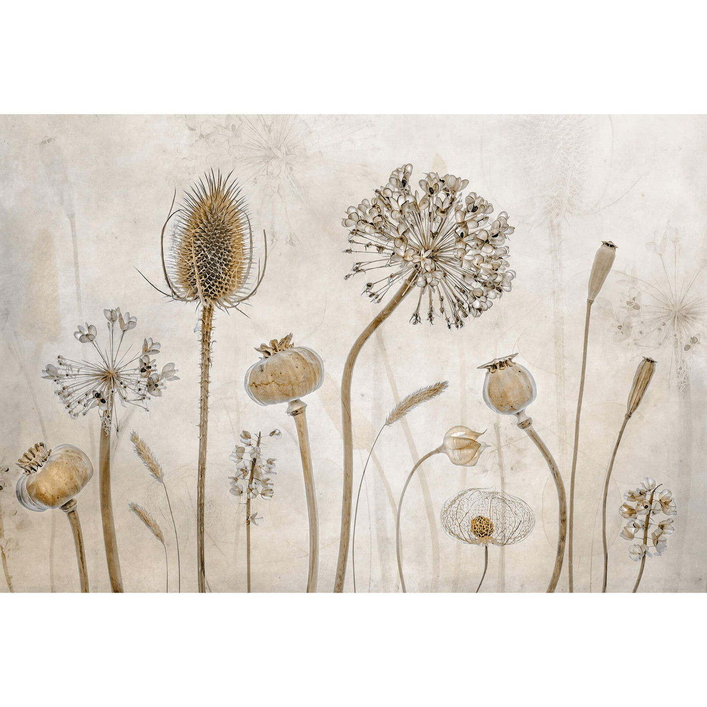 Fotobehang Disher - Gedroogde Bloemen | wall-art.nl