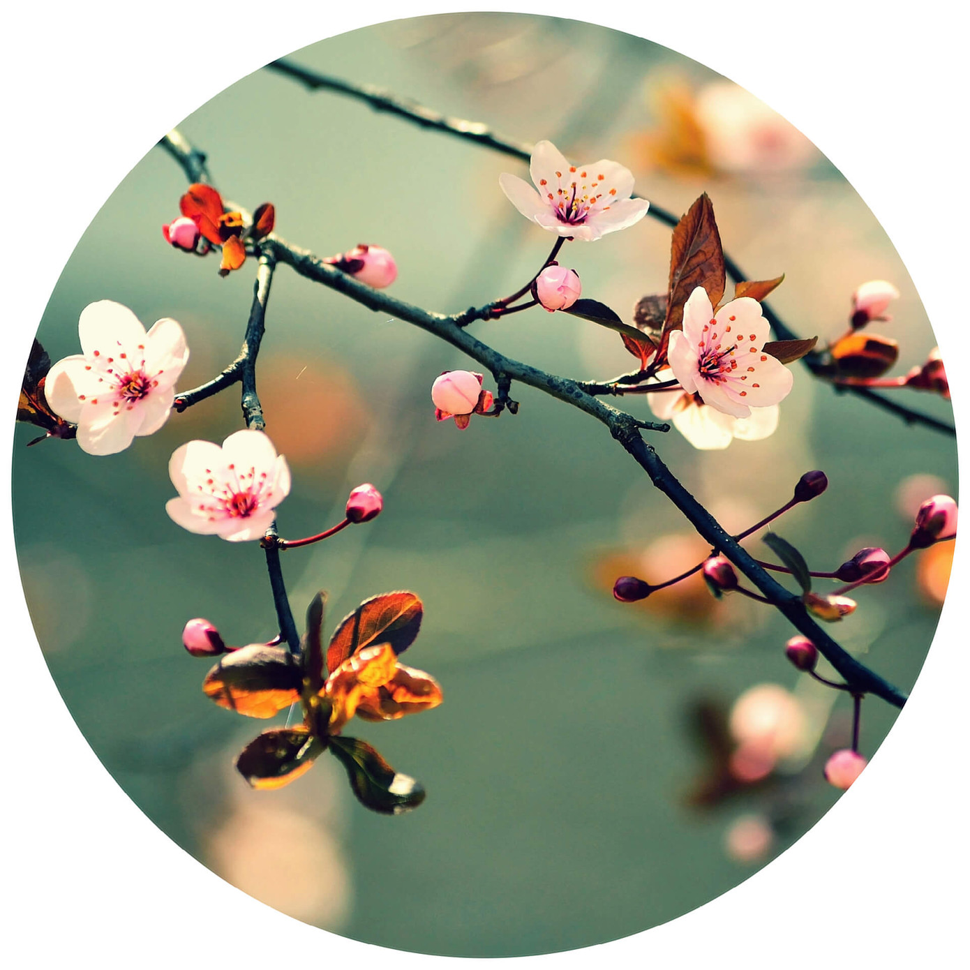 Round wallpaper Blossom in Spring | wall-art.com