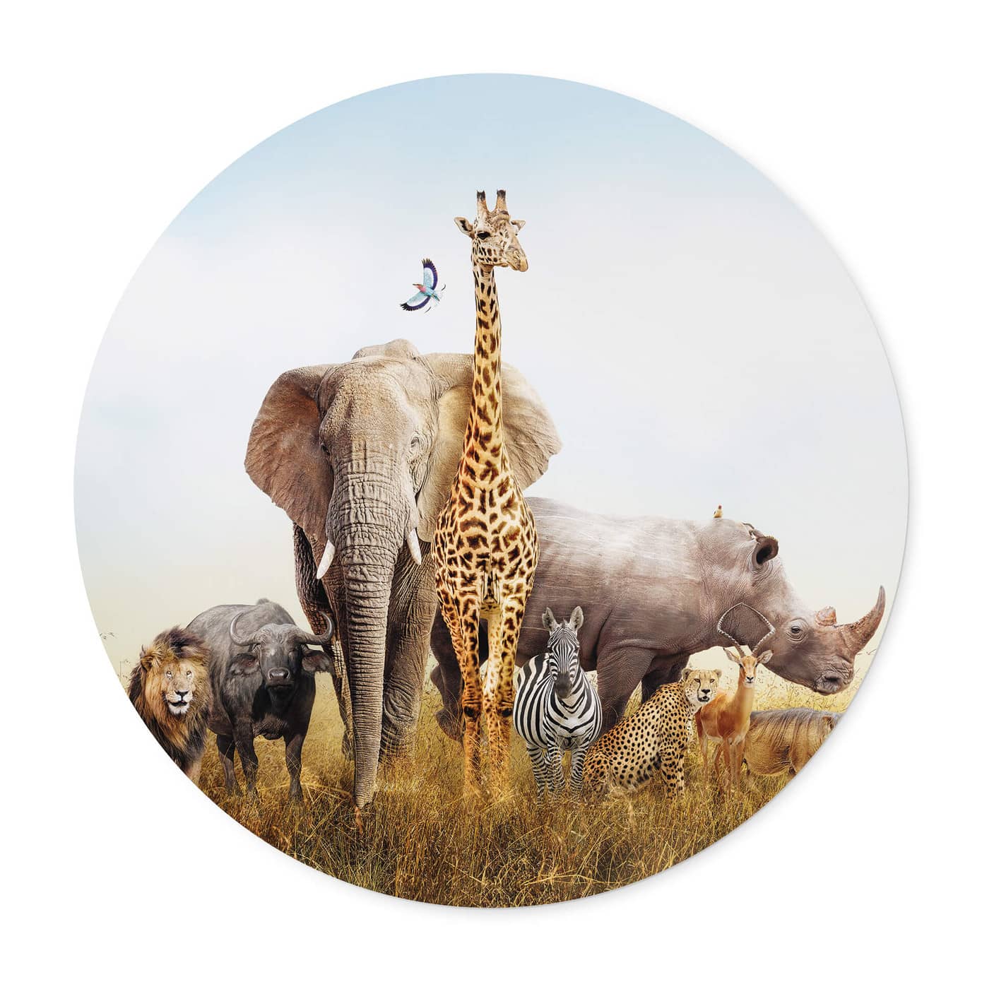 Poster Afrikanische Tiere - Rund | wall-art.de