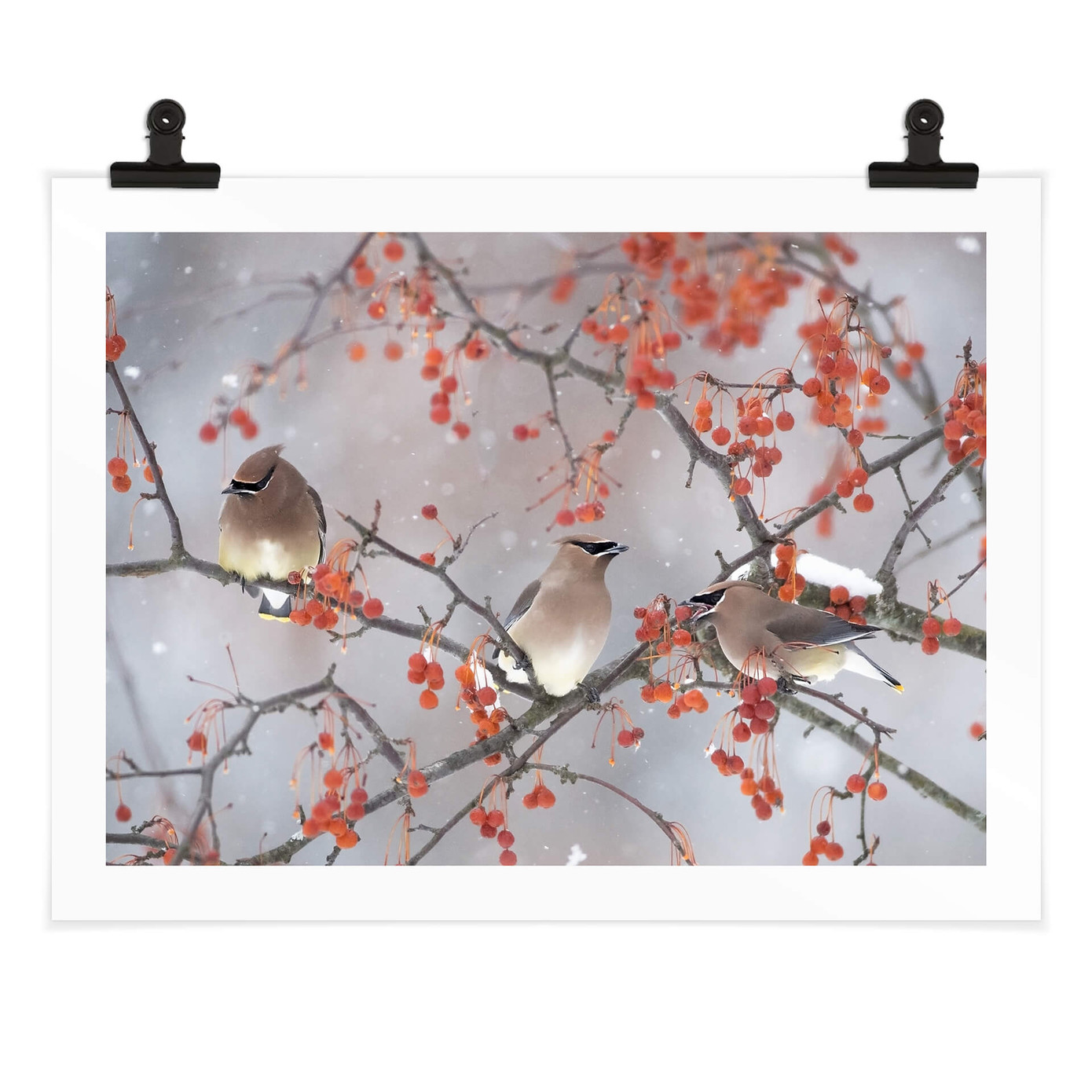 Poster Li - Trois oiseaux dans un paysage d'hiver | wall-art.fr