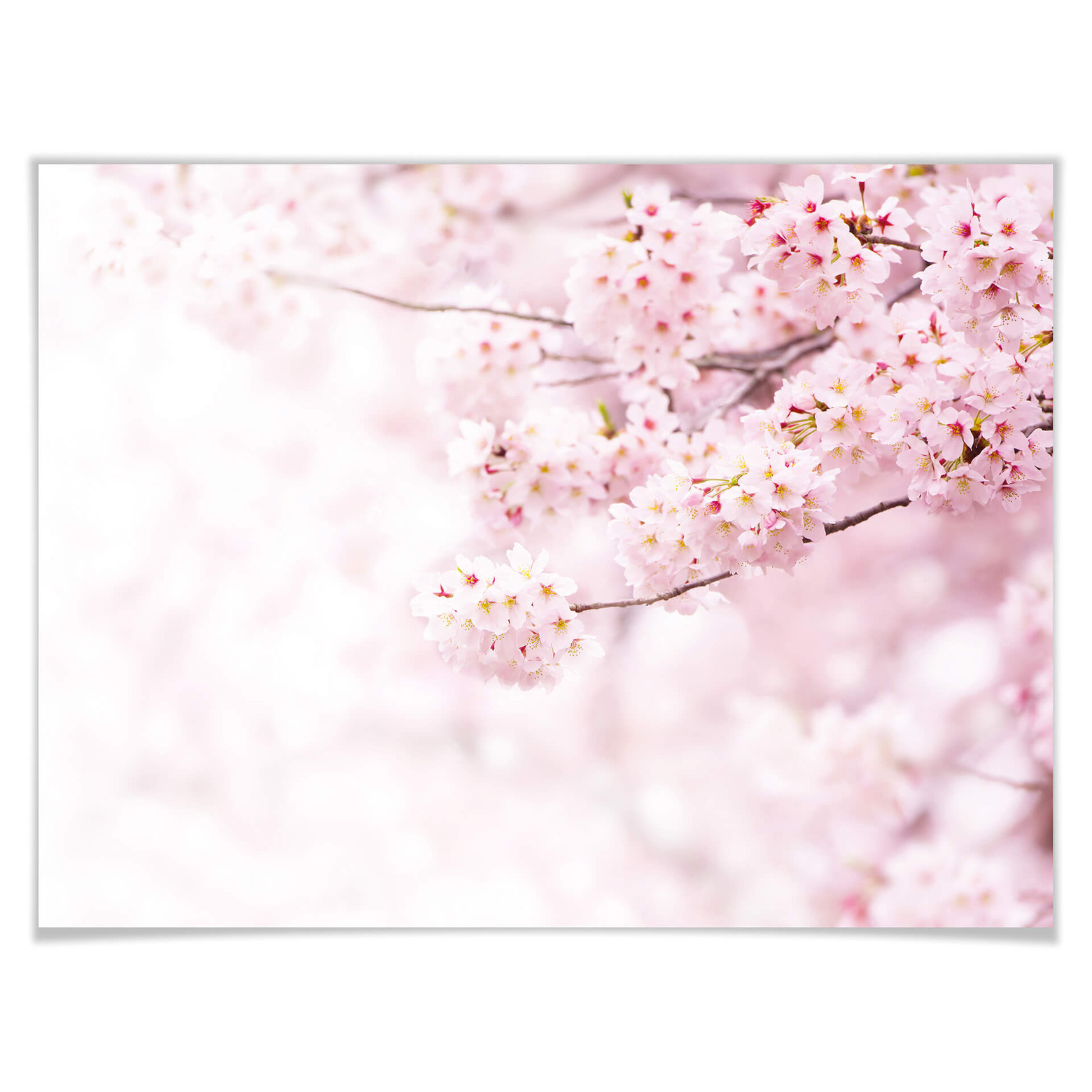 Poster Fleurs de cerisier délicates | wall-art.fr