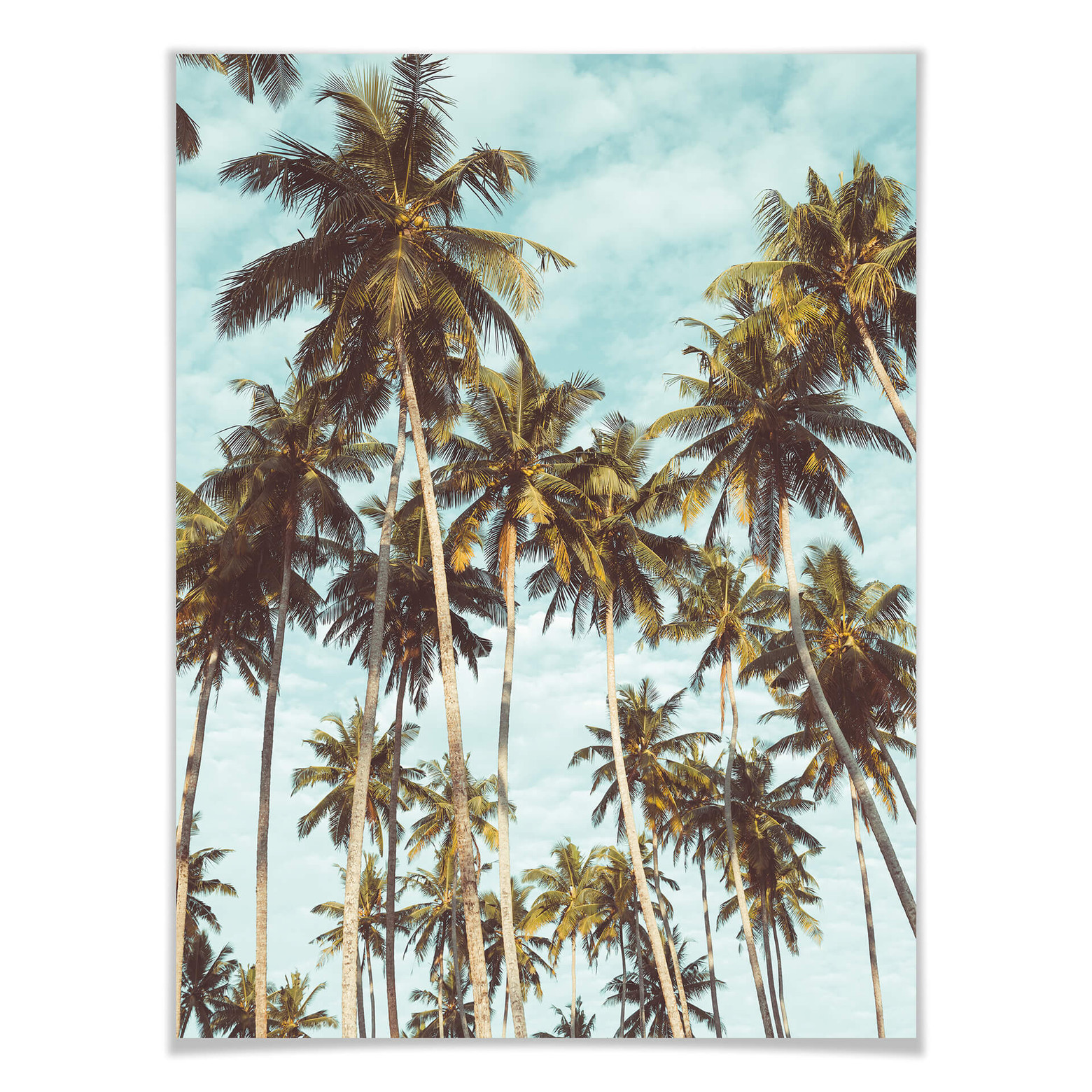 Poster - Palmen 08 | wall-art.de