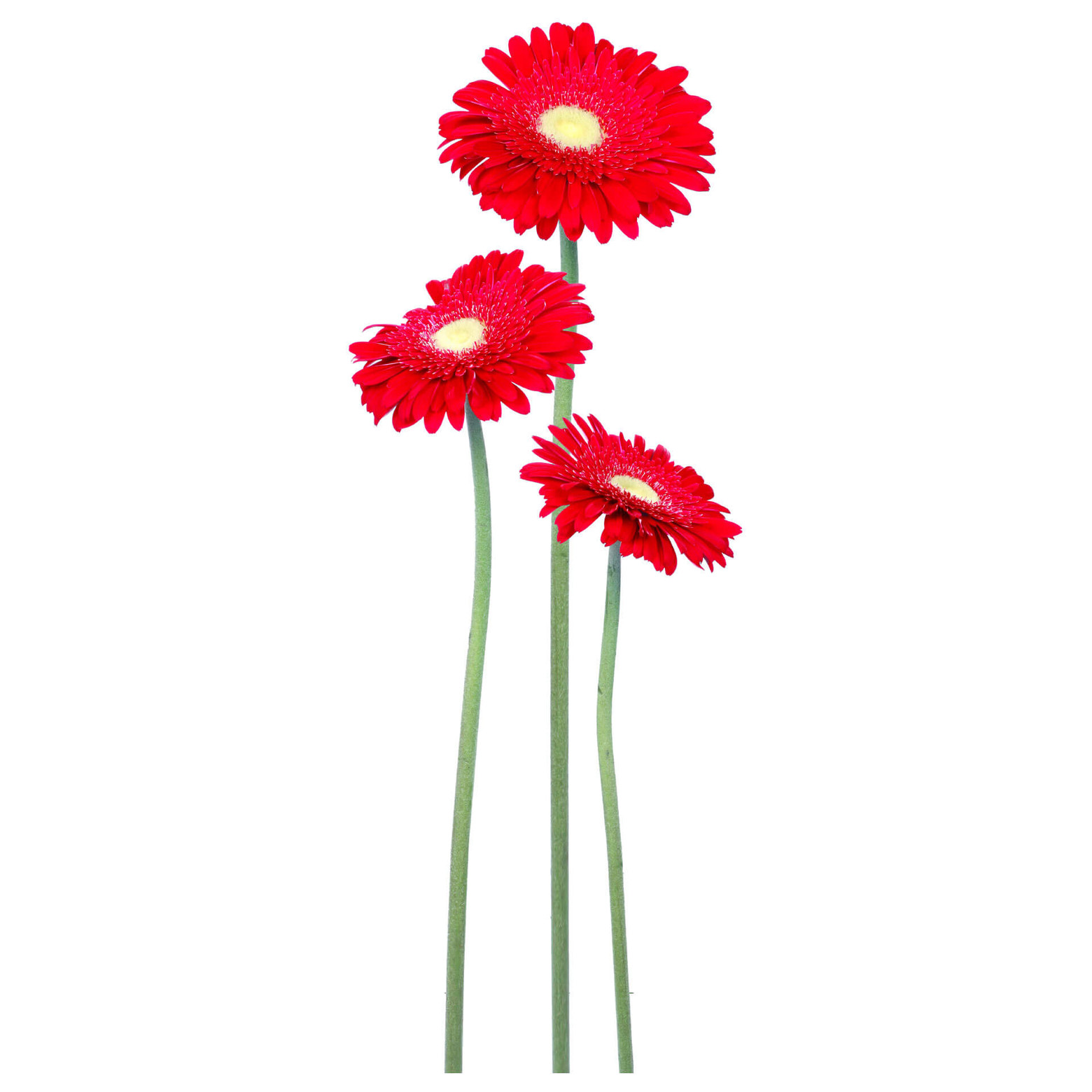 Sticker mural - Gerberas Rouges | wall-art.fr