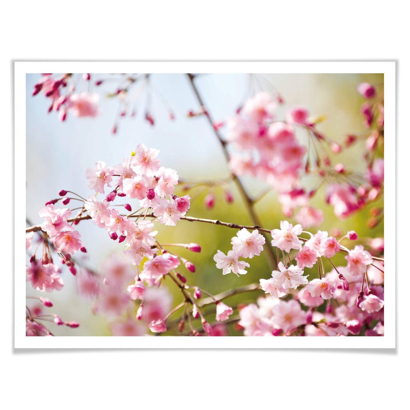 Poster Cherry Blossoms | wall-art.com