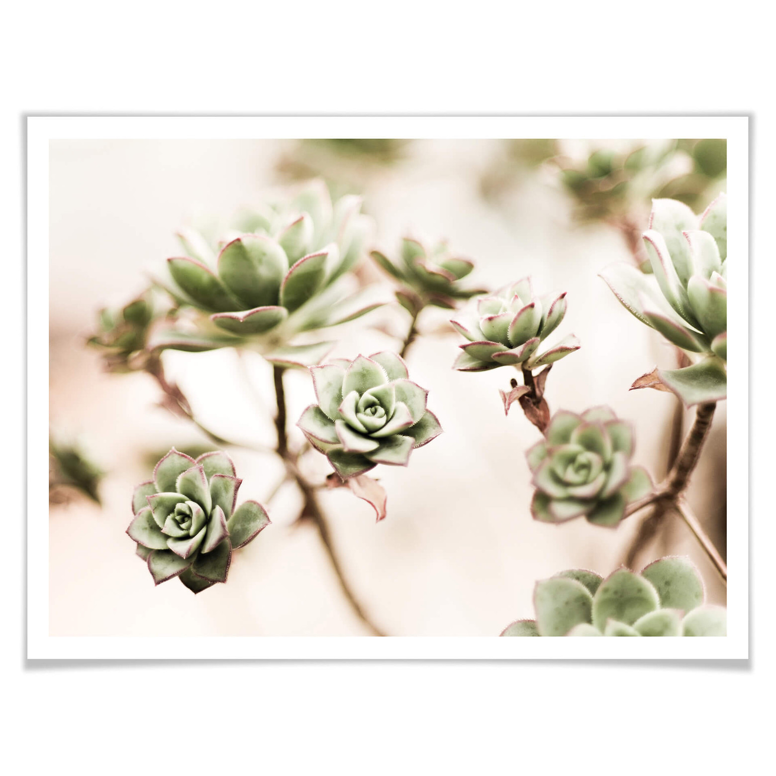 Poster Succulents | wall-art.com
