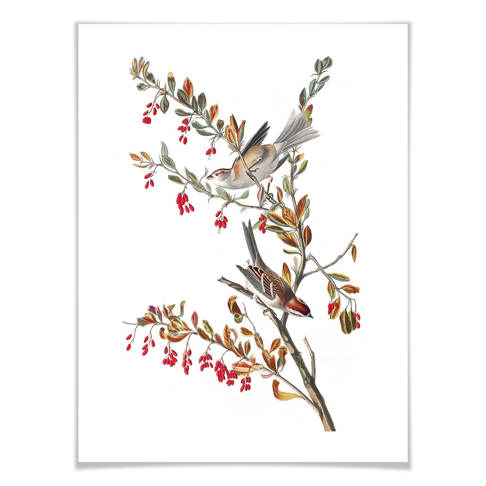 Poster Zwei Spatzen | wall-art.de