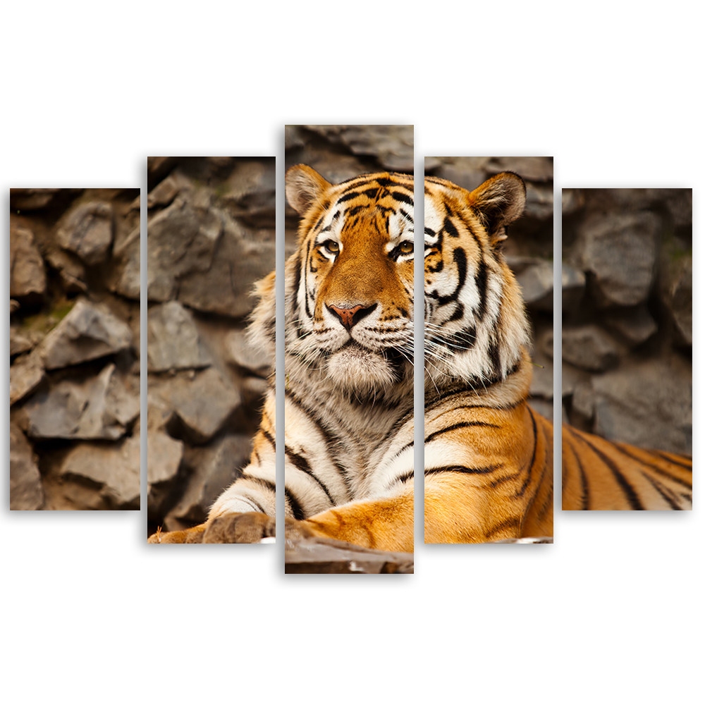 Leinwandbild 5 teilig, Afrika Tiger Tiere | wall-art.de