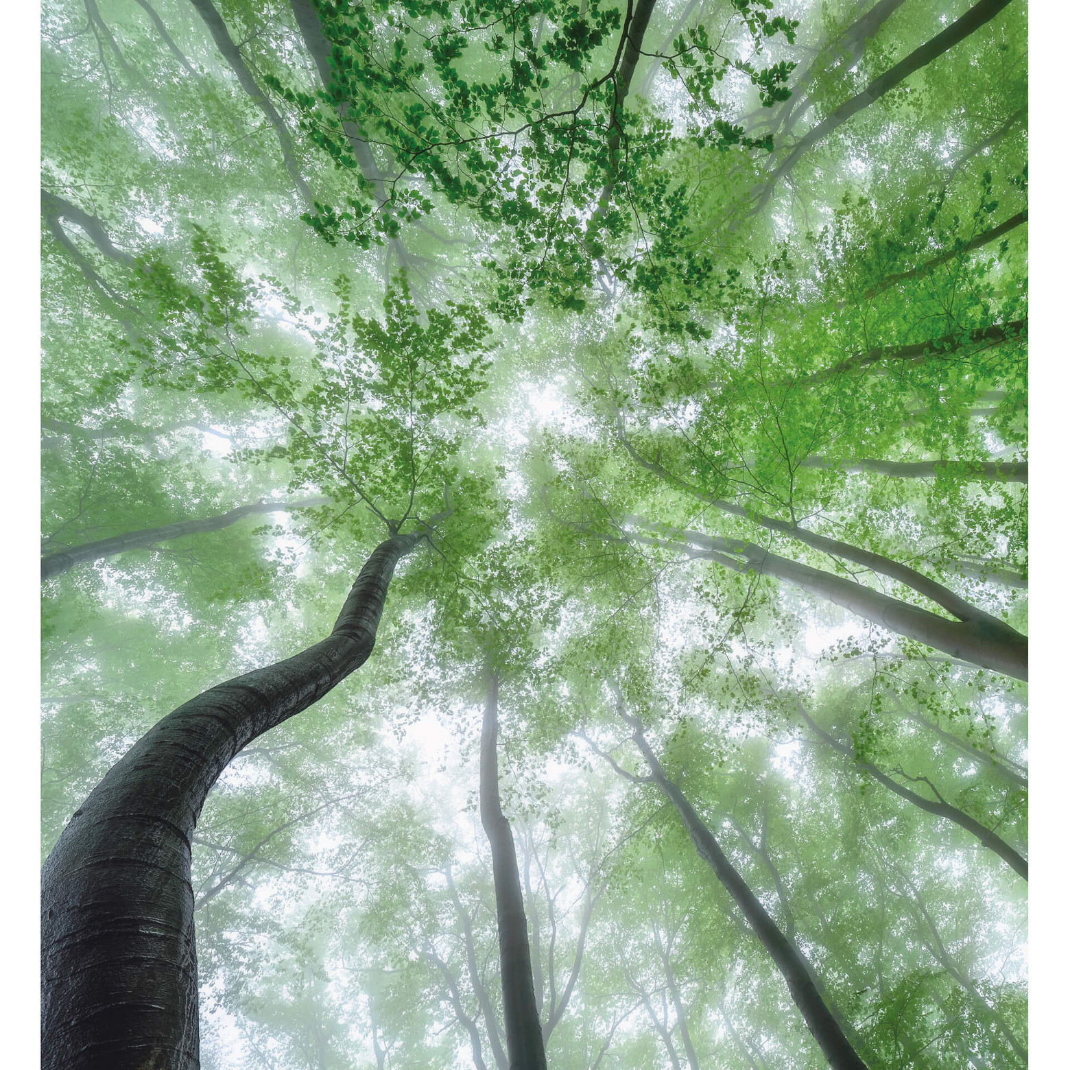 Fotobehang Pavlasek - Hoog in de Groene Bomen | wall-art.nl