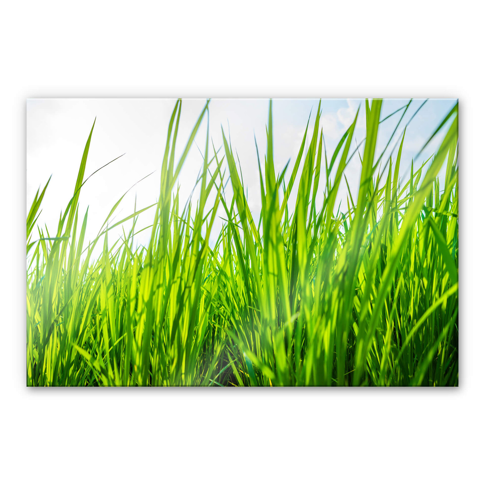 Spritzschutz Grüne Wiese | wall-art.de