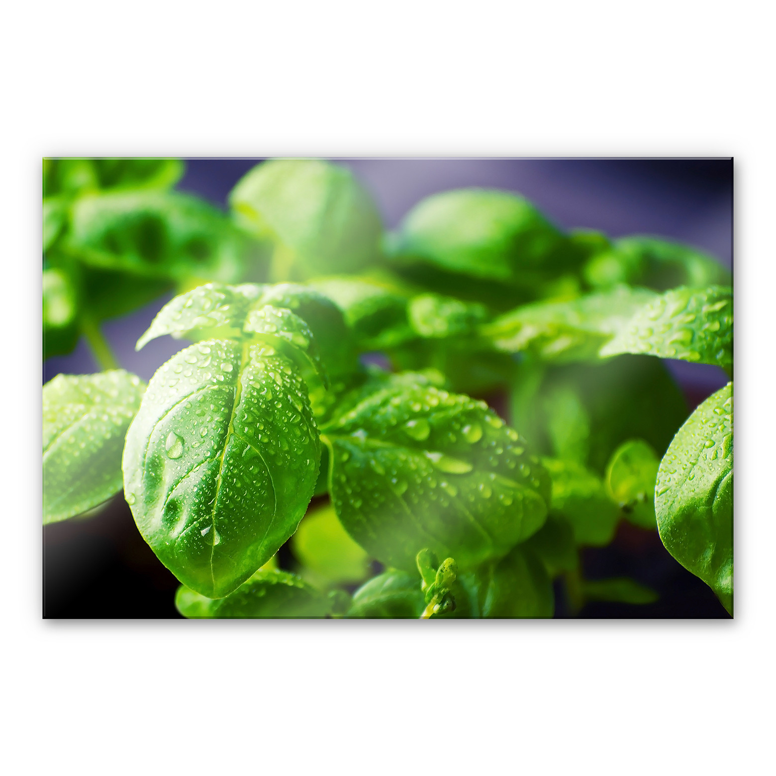 Spatscherm Verse Basilicum | wall-art.nl