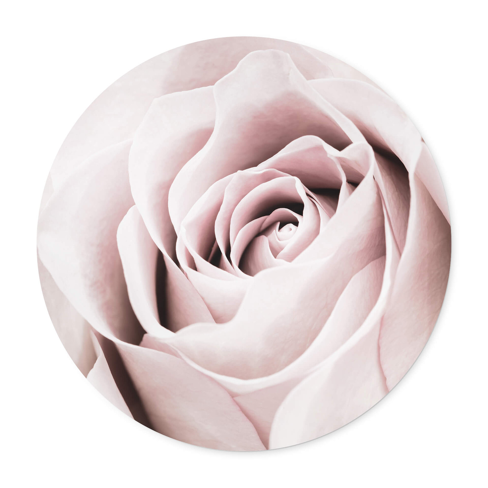 Poster 1X Studio - Rose | wall-art.fr