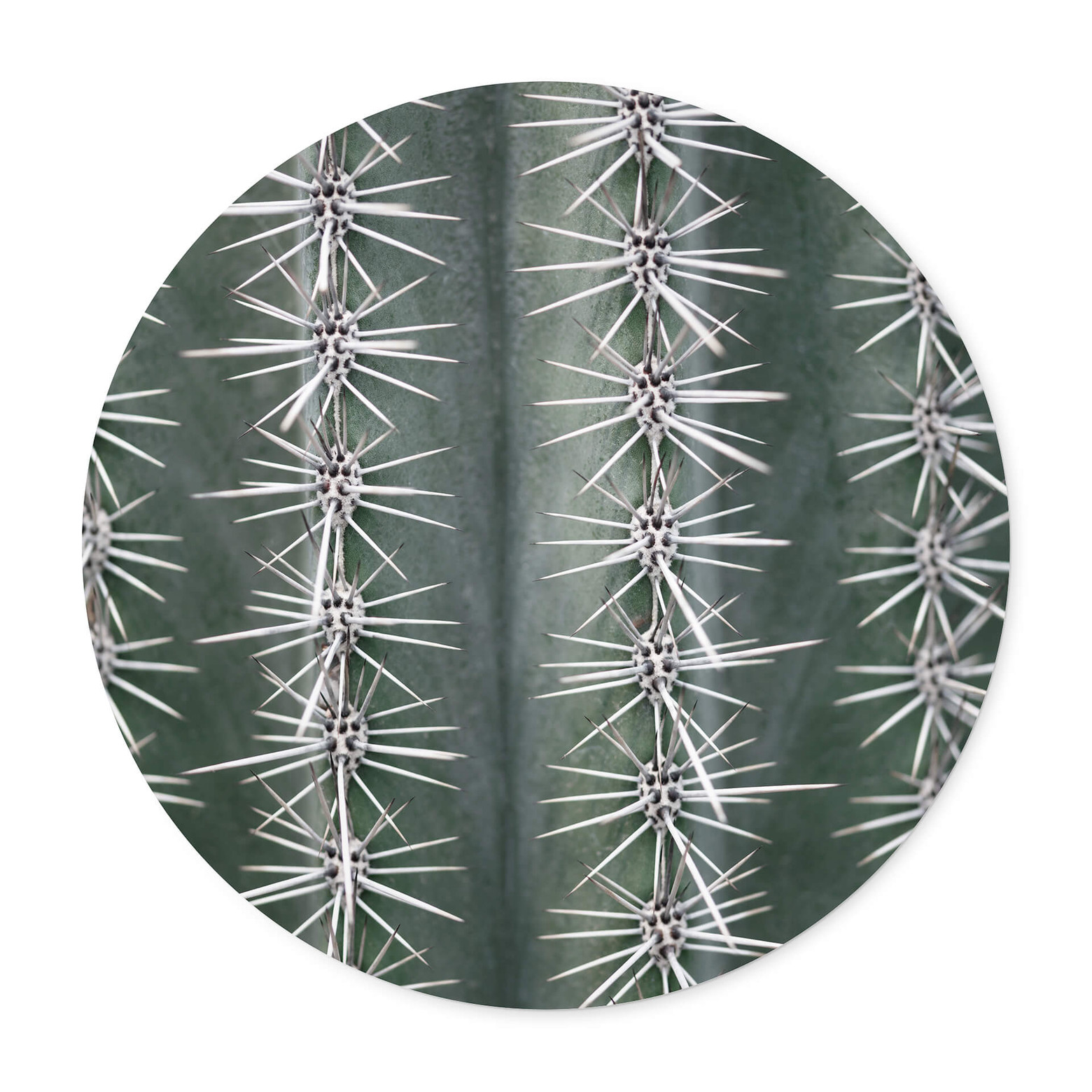Poster 1X Studio - Kaktus - Rund | wall-art.de