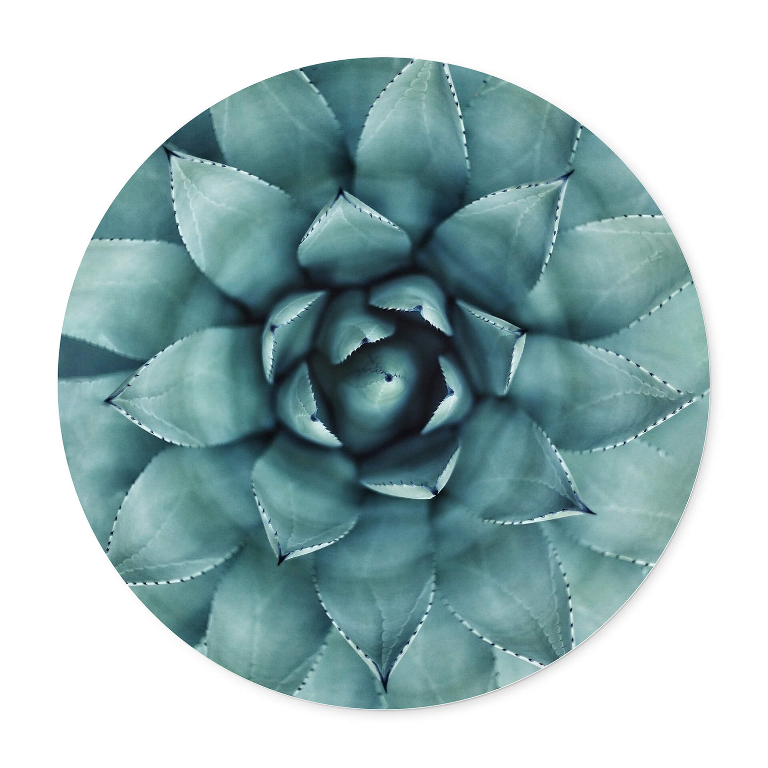 Poster Agave 02 | wall-art.it