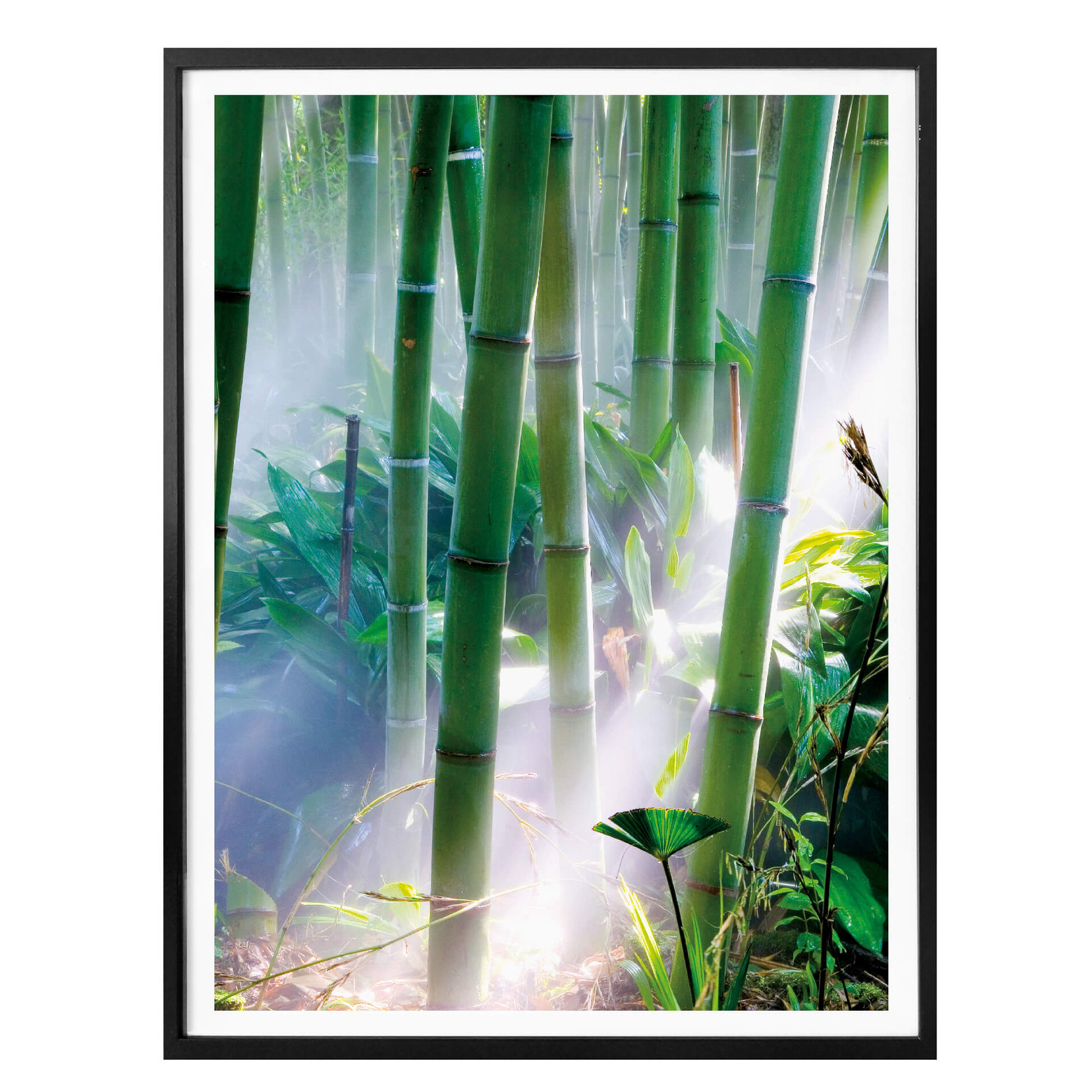 Poster Forêt de bambous - Détail | wall-art.fr