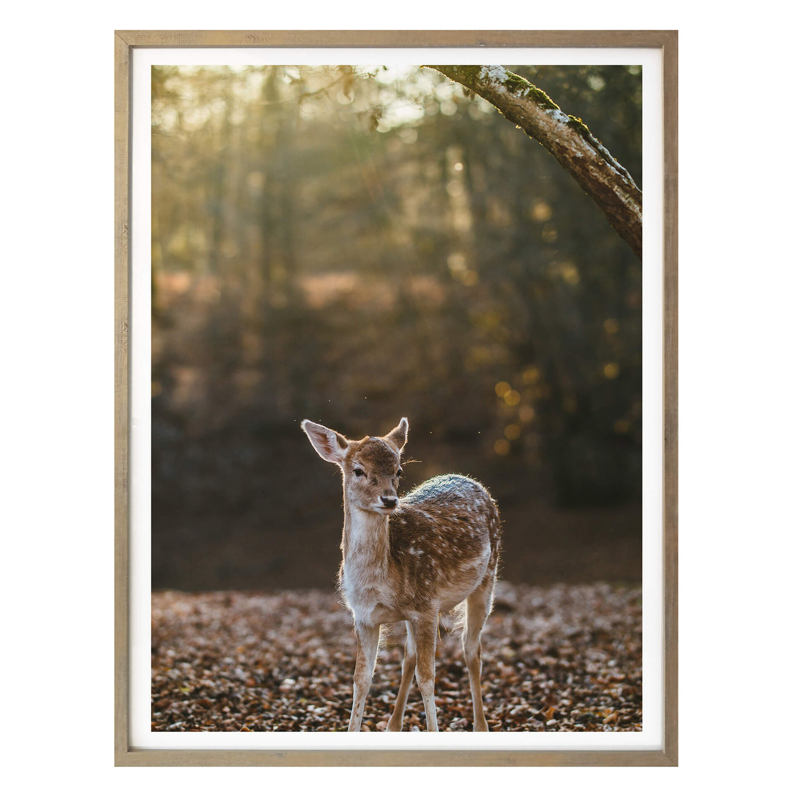 Poster Fawn | wall-art.de