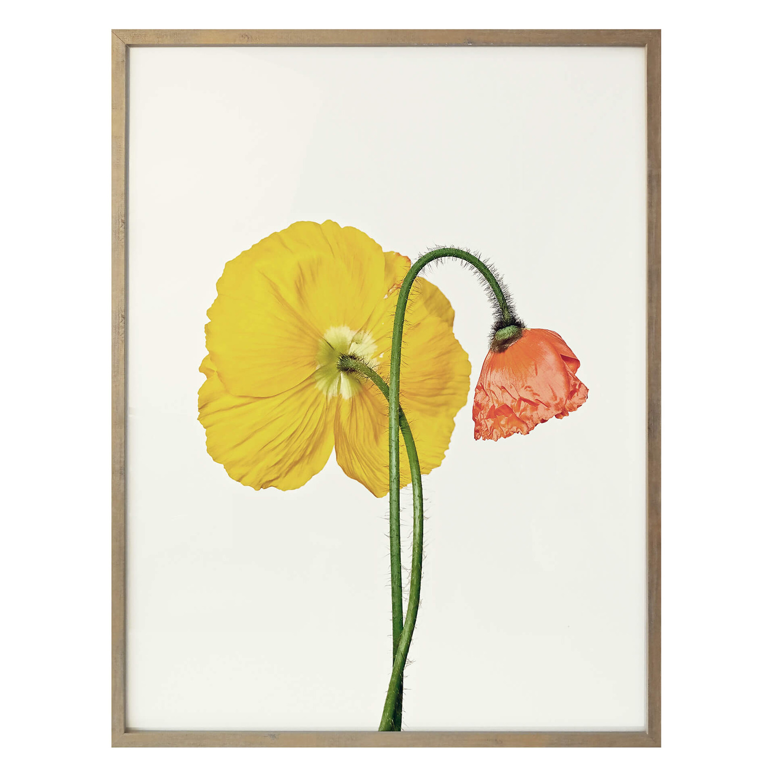 Affiche Fleurs rouge et jaune | wall-art.fr