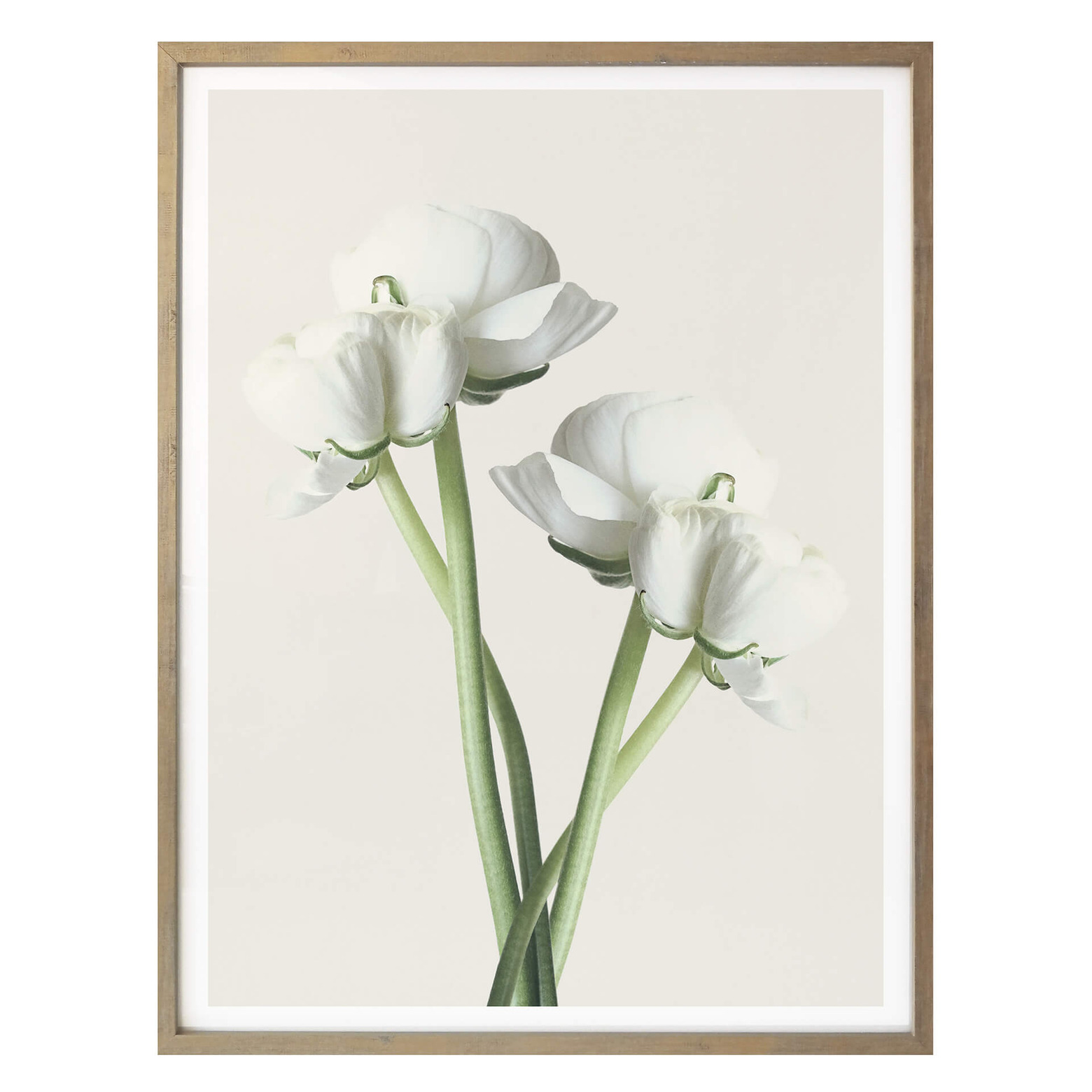 Poster Ranunkel 01 | wall-art.de