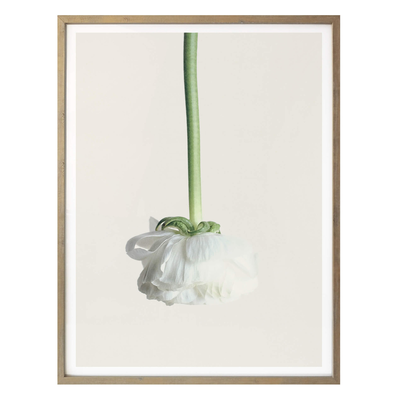 Poster Ranunkel 02 | wall-art.de