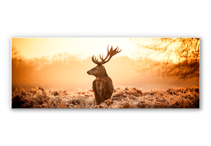 Hartschaum-Wandbild Majestätischer Hirsch - Panorama | wall-art.de