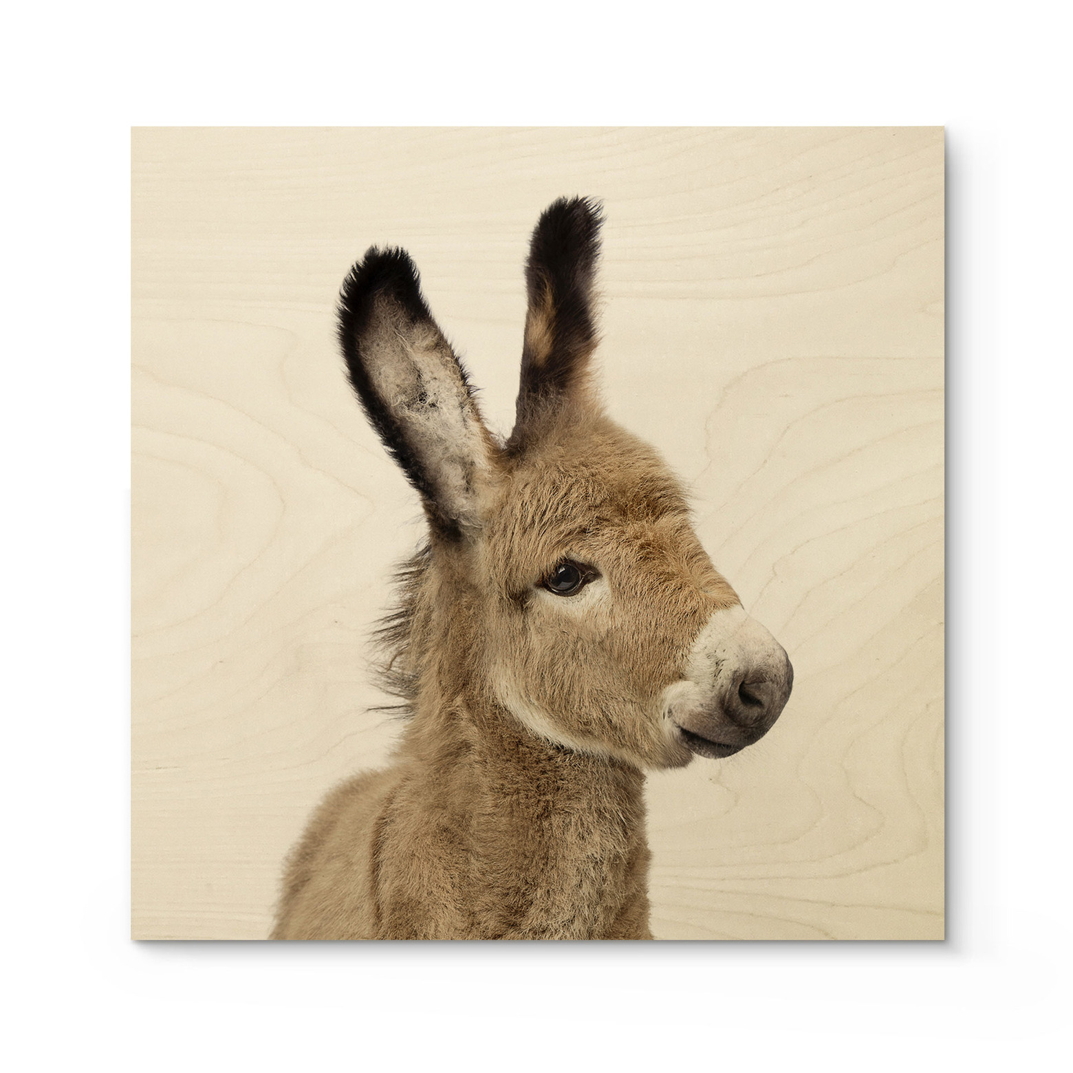 Holzbild Baby Esel - Quadratisch - Sisi & Seb | wall-art.de
