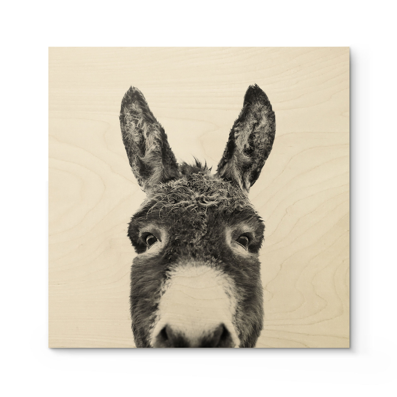 Holzbild Der Esel - Quadratisch - Sisi & Seb | wall-art.de
