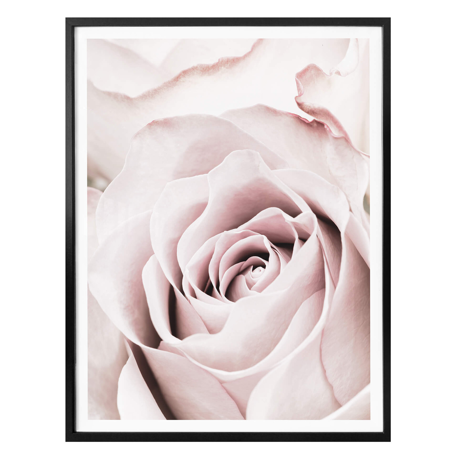 Poster 1X Studio - Rose | wall-art.nl
