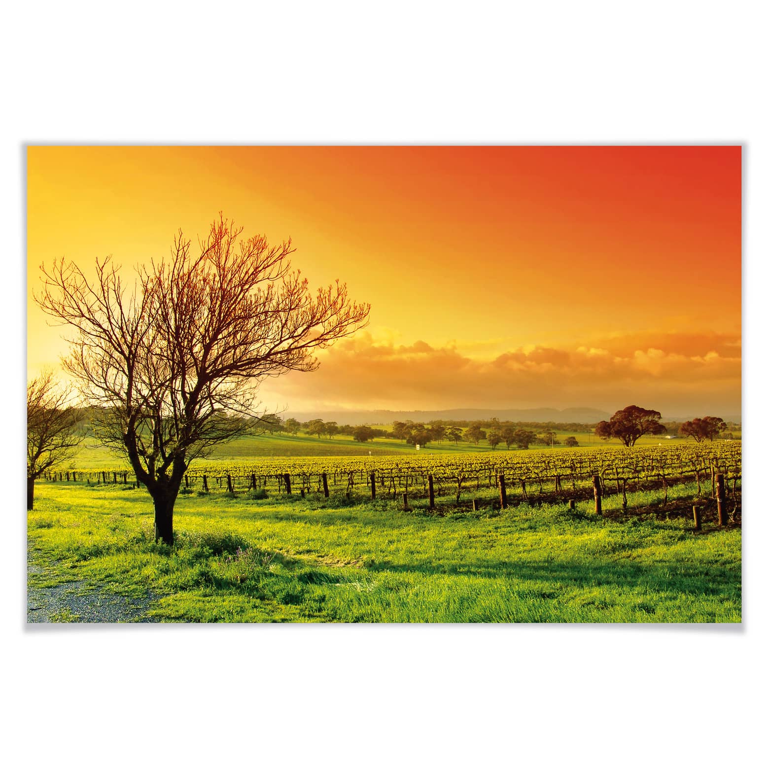 Poster - Paesaggio con vigneti | wall-art.it