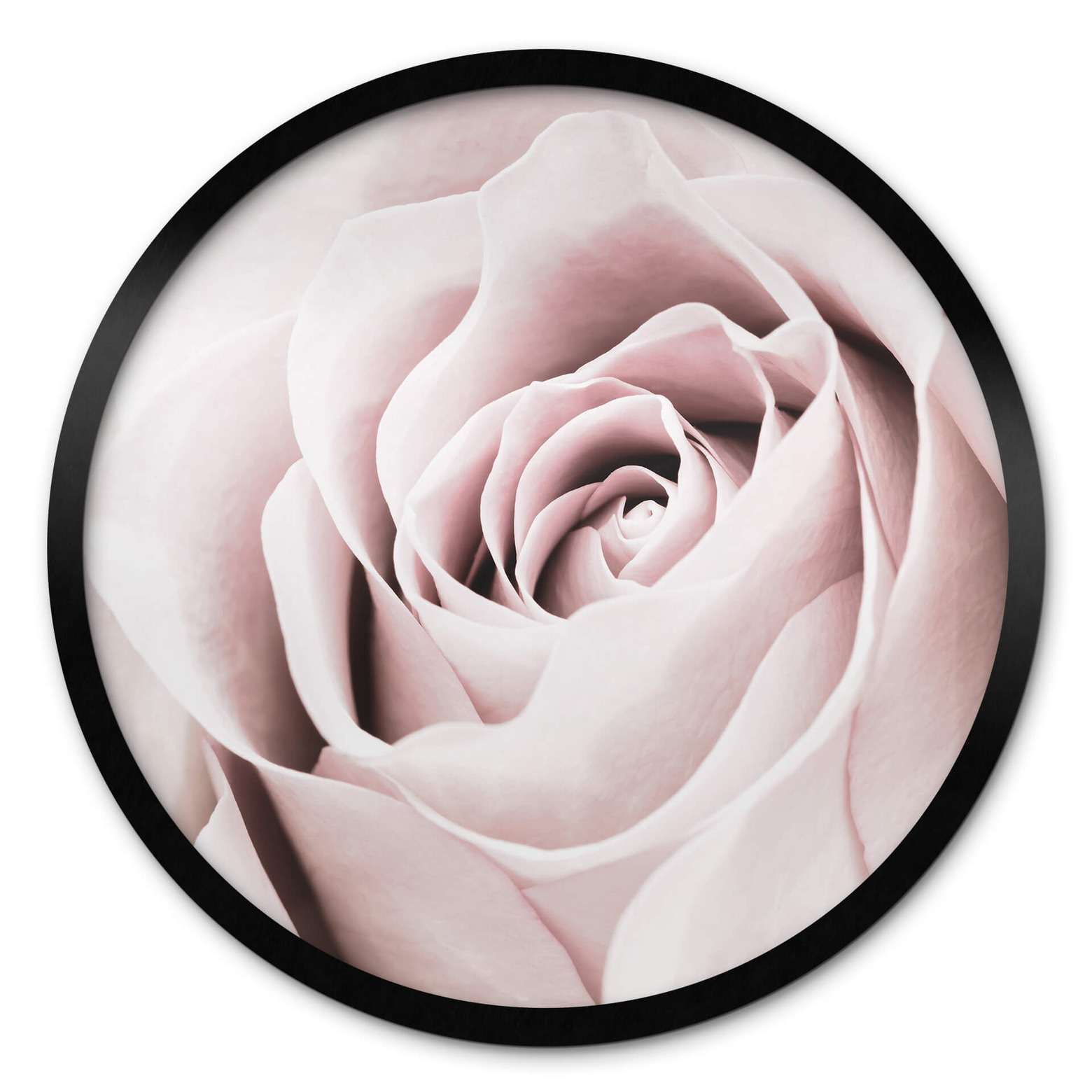 Poster 1X Studio - Rose | wall-art.com