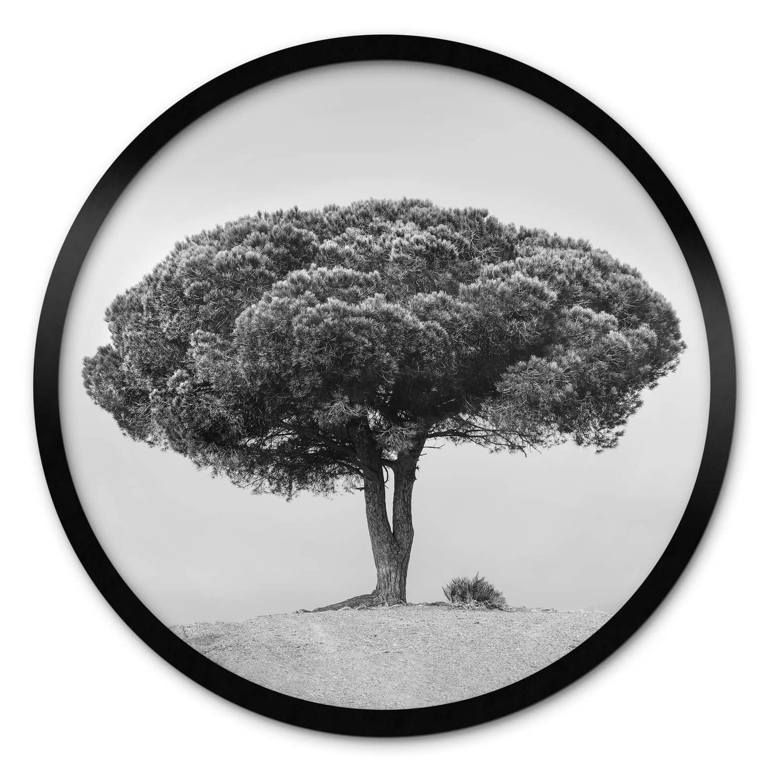 Poster Martin - Baum in Schwarz-Weiß - Rund | wall-art.de